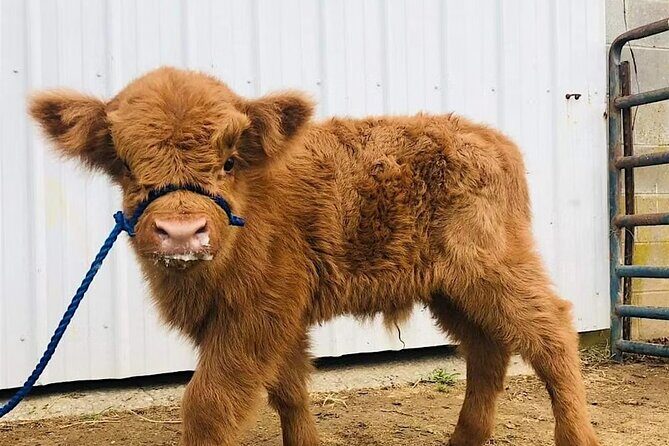 Fredericksburg Cow Cuddling