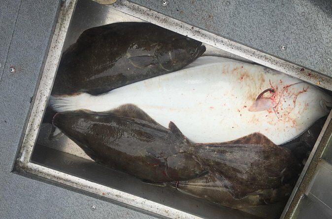 Half Day Halibut Fishing