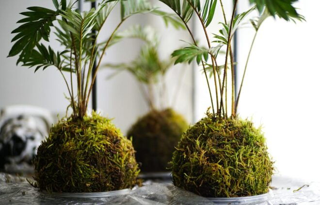 KOKEDAMA Moss Ball Making Workshop