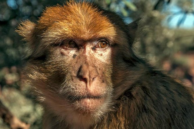 Ozoud Waterfall Day Trip From Marrakech