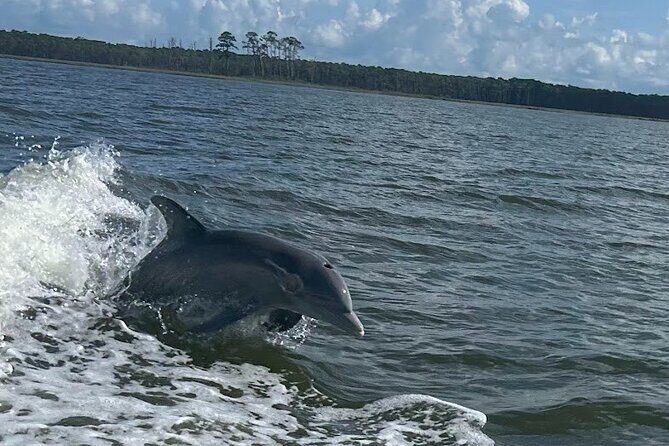Private Dolphin Sightseeing Excursion